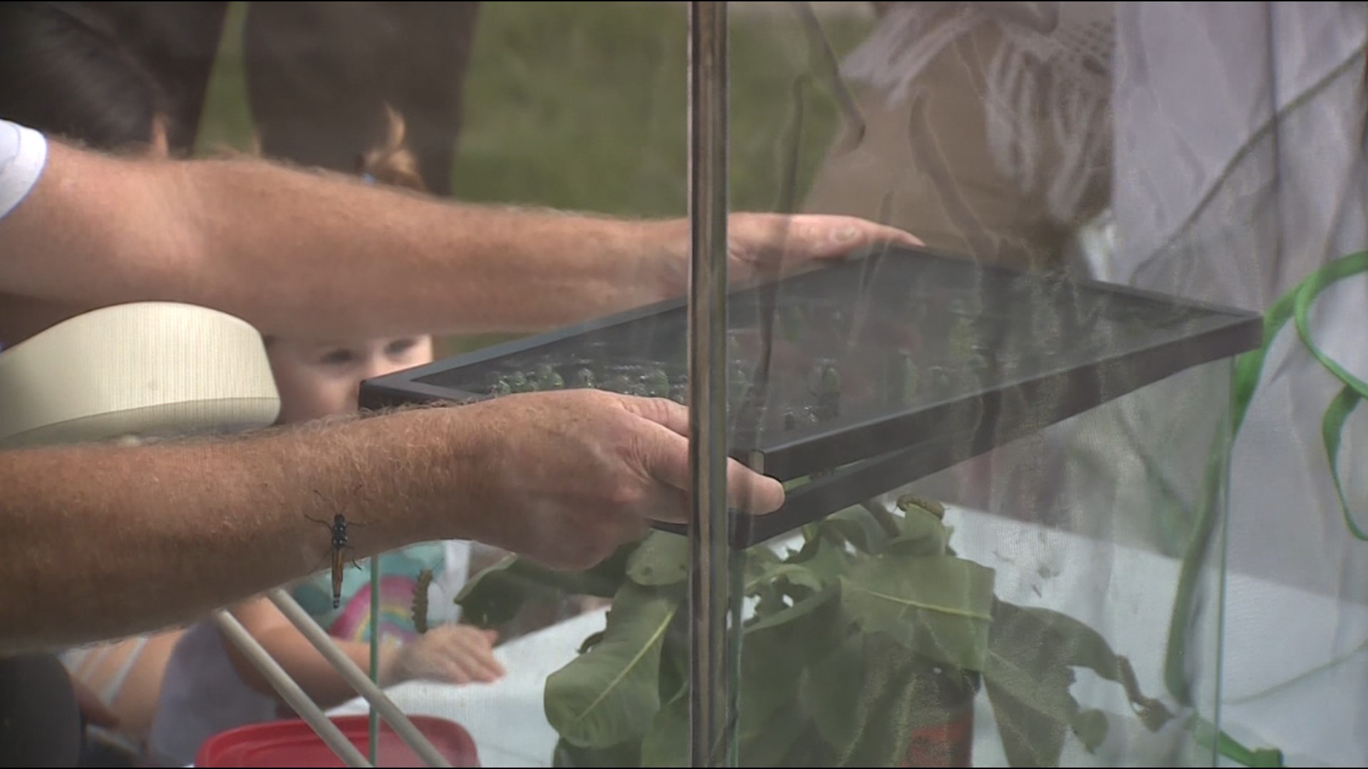 2023 Annual Monarch Butterfly Festival held in Springdale | 5newsonline.com