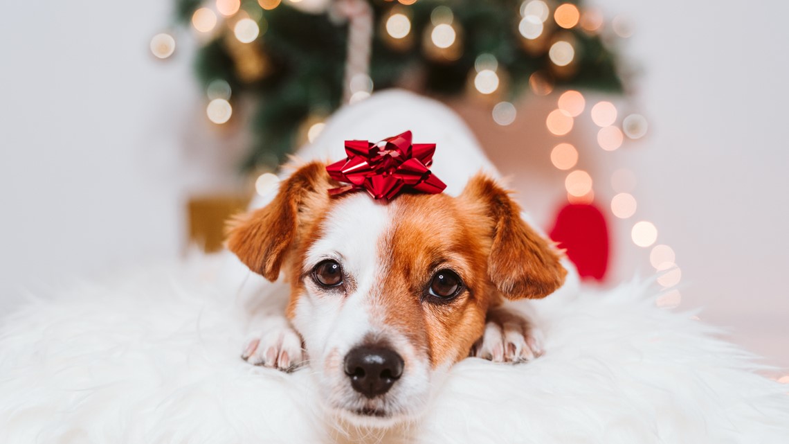 Rogers Animal Services to host $10 adoptions | 5newsonline.com