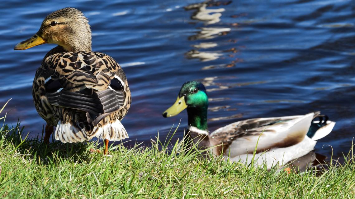 Could the mallard become the state duck of Arkansas? | 5newsonline.com