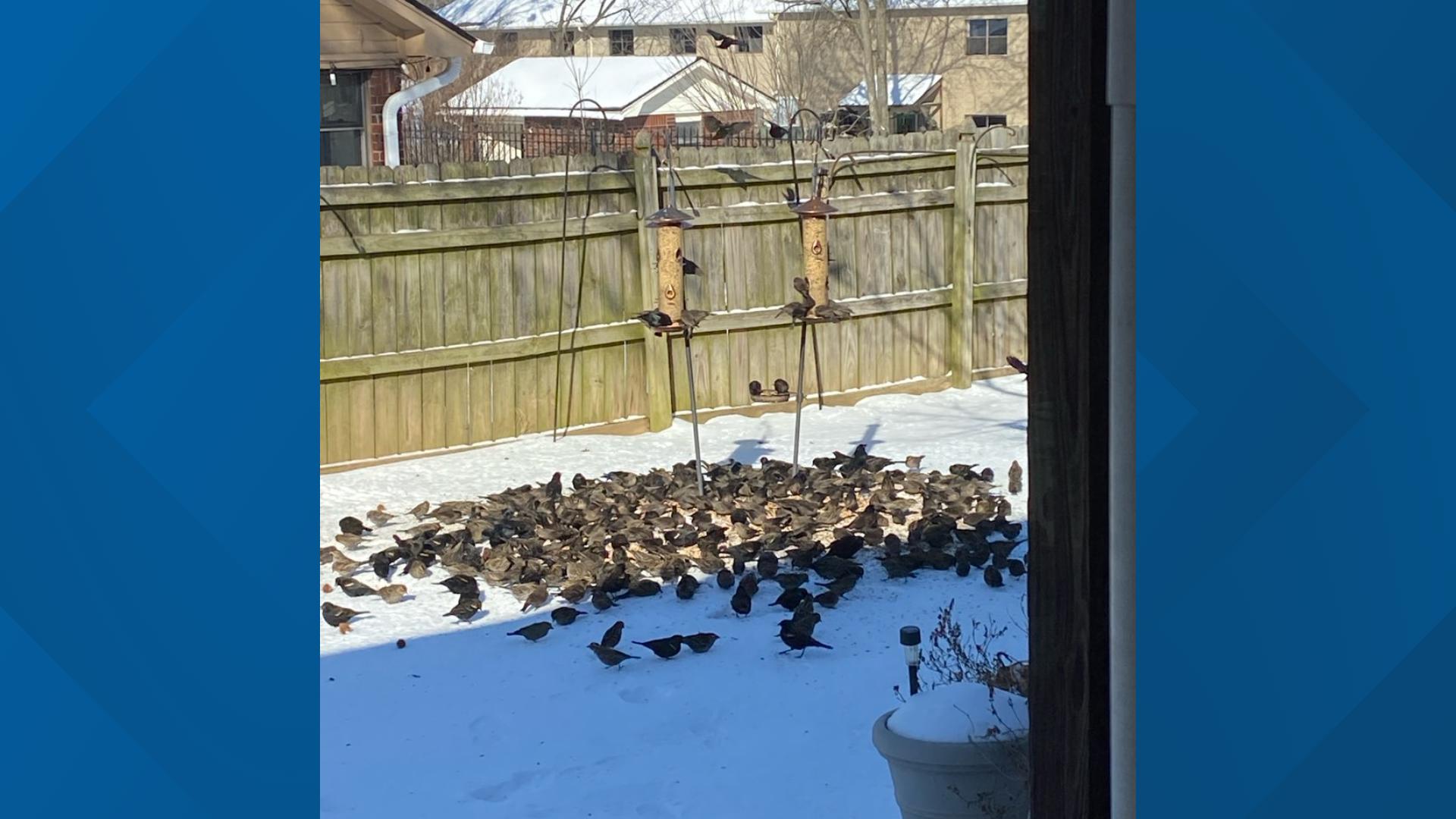 Photos: Winter fun continues into Monday for Arkansans | 5newsonline.com