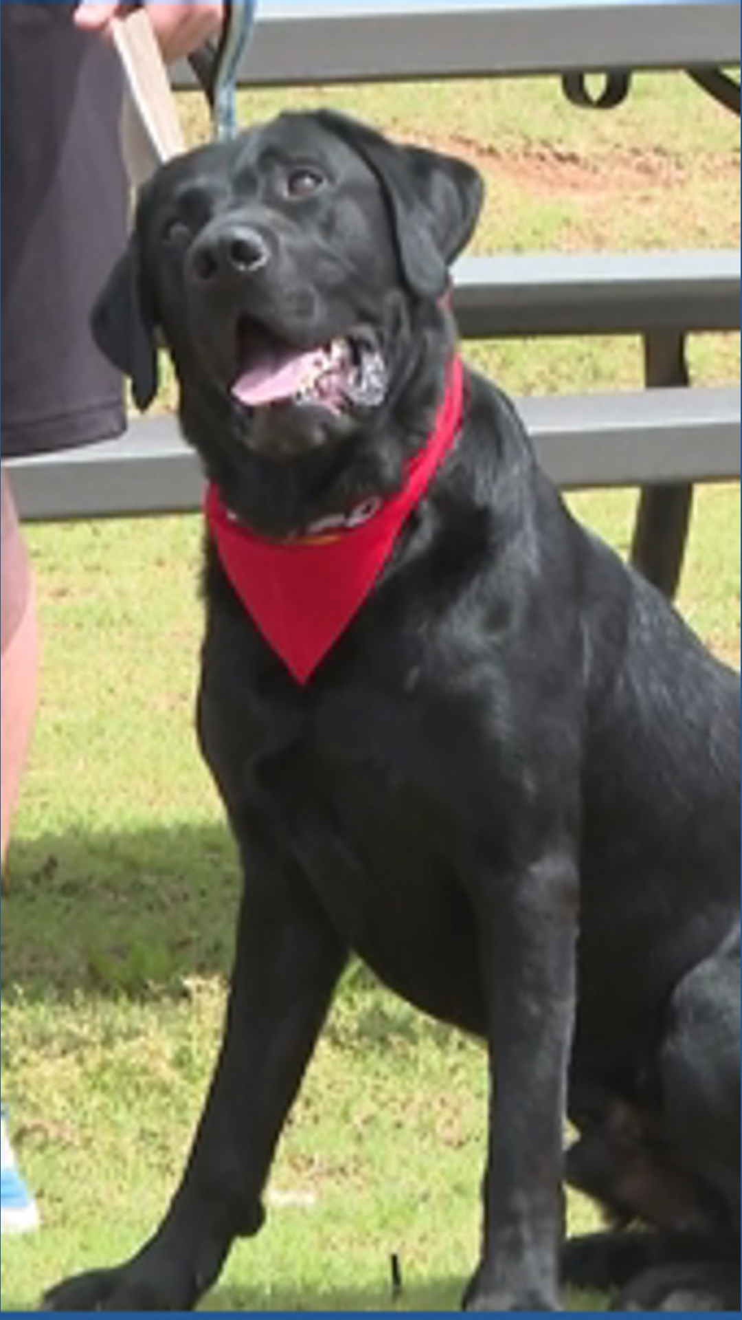Howlin' on the Hogs: Arkansas Baseball Hosts 11th Annual Bark at the ...