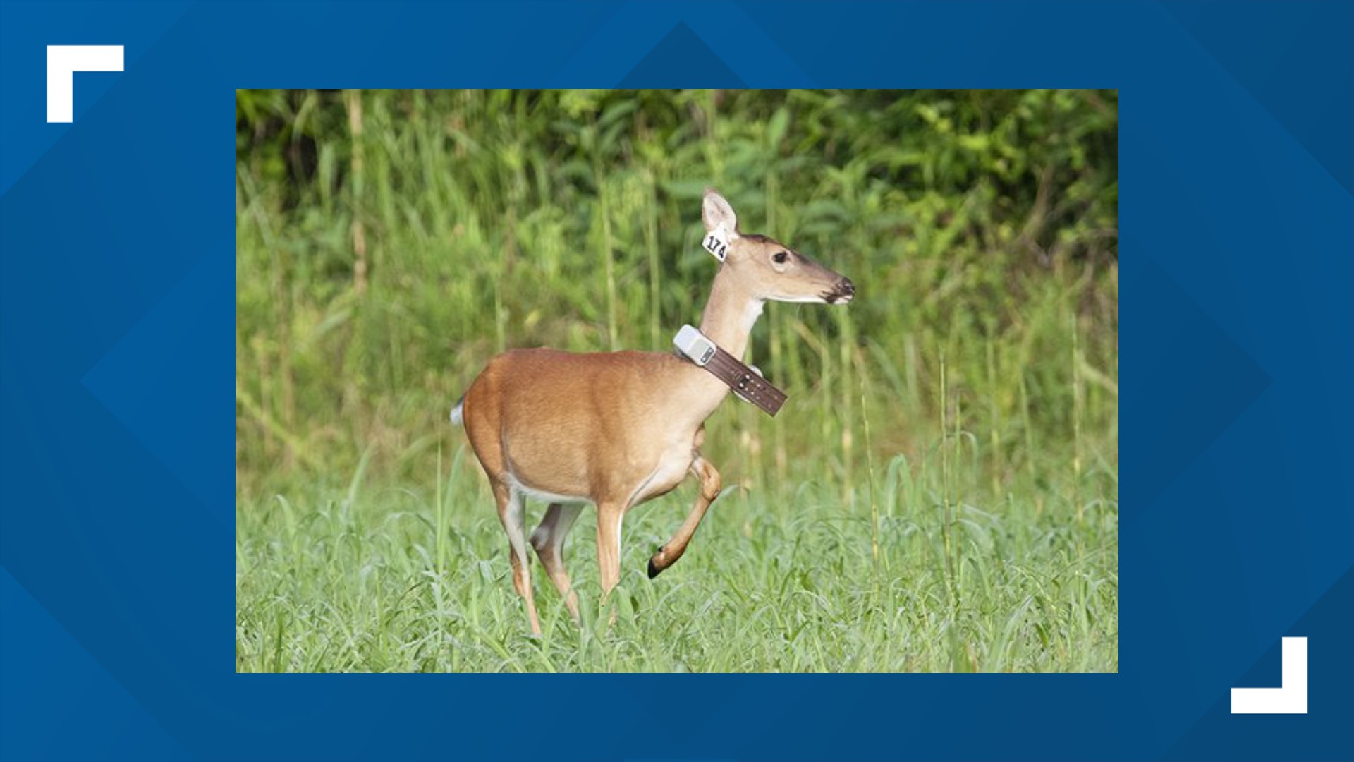 Arkansas deer &beers wearing tracking collar | 5newsonline.com