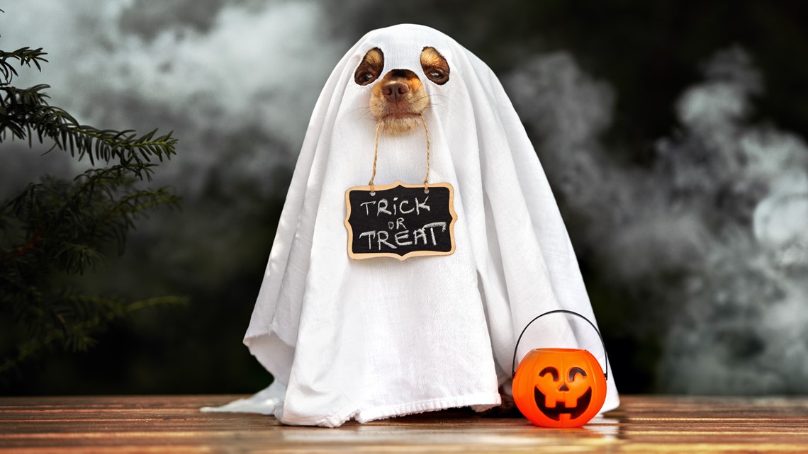 Virtual pet parade to be held by Gravette Public Library | 5newsonline.com