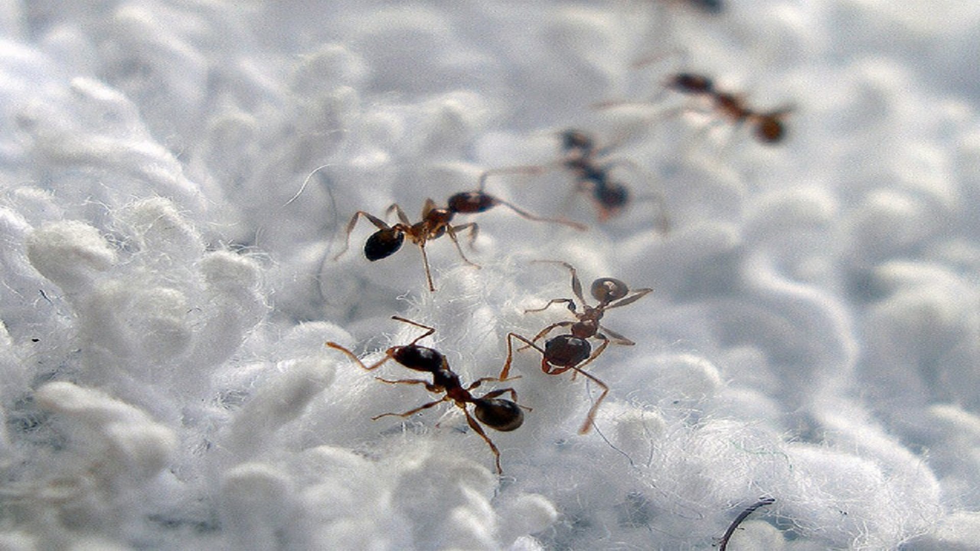 Excess Rain Forces Ants Inside Homes | 5newsonline.com