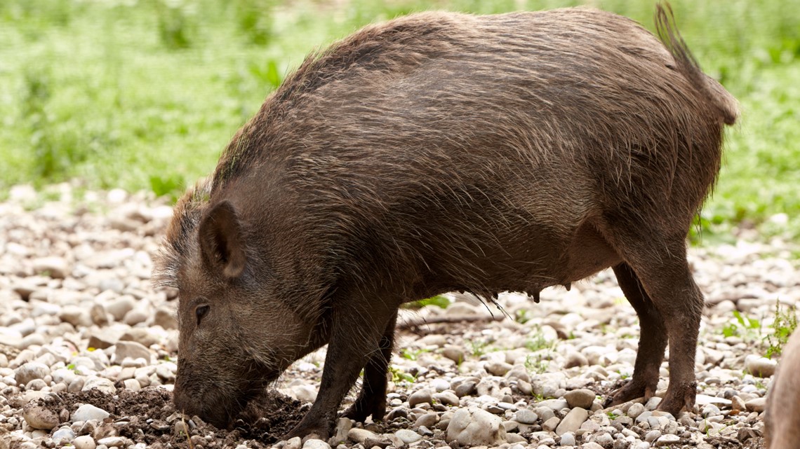 Arkansans may see feral hogs in urban areas | 5newsonline.com