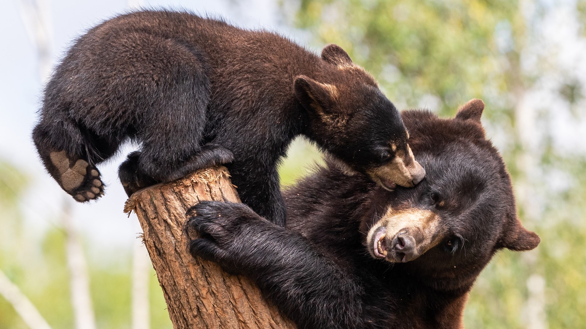 Bear sighting in Mount Sequoyah Woods Park | 5newsonline.com
