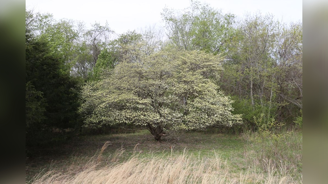 Discover Fayetteville’s amazing trees | Around the Corner | 5newsonline.com