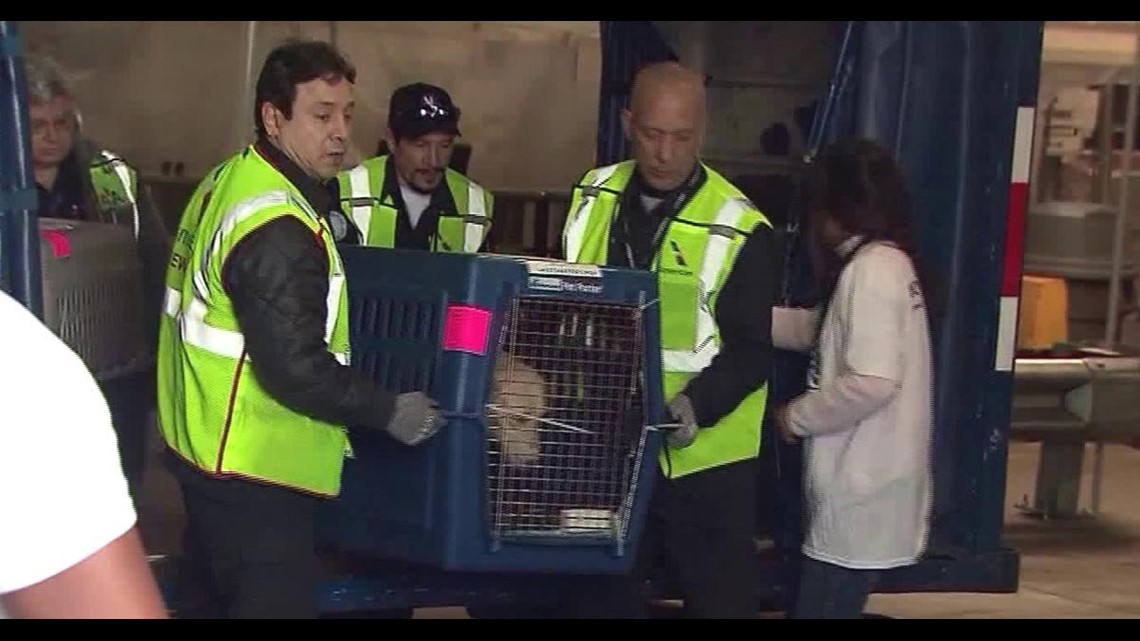 Dog Used As Drug Mule To Smuggle $1 Million Worth Of Heroin ...