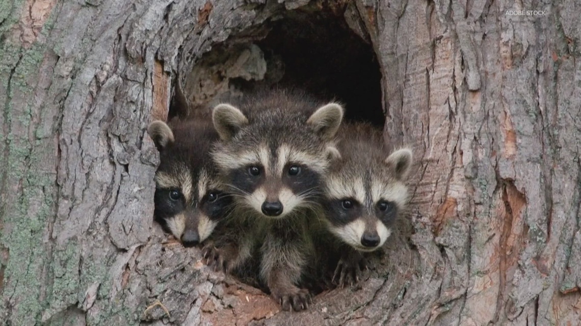 Arkansas study says raccoons show early signs of domestication ...
