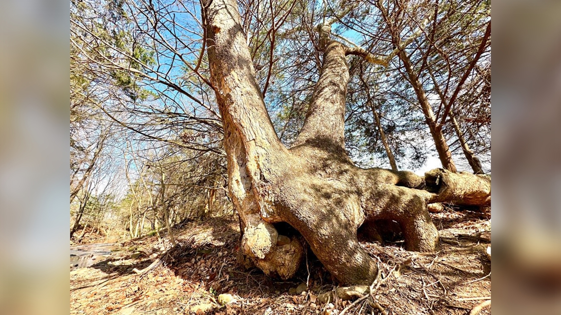 Discover Fayetteville’s amazing trees | Around the Corner | 5newsonline.com