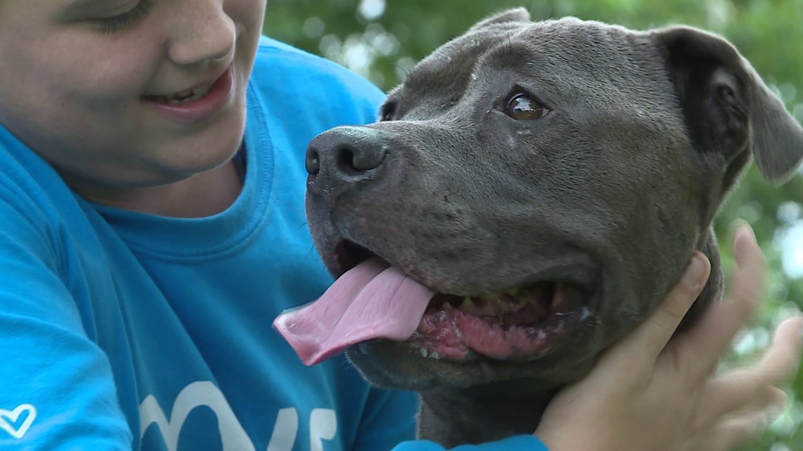 HOPE Humane Society Pit Bulls Searching For Forever Homes Before ...