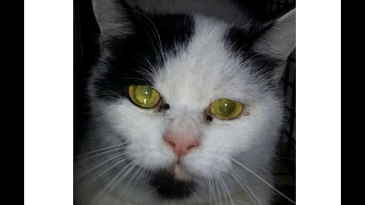 NWA Group Helps Reunite Cat With Owner | 5newsonline.com