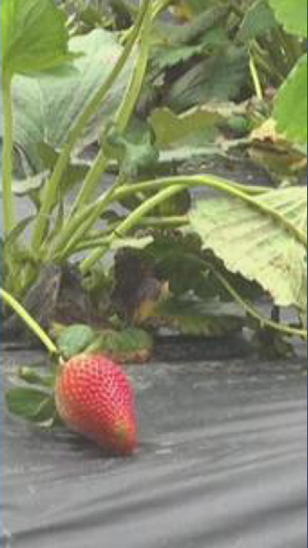 Arkansas strawberry farmers report robust recovery and high yields ...