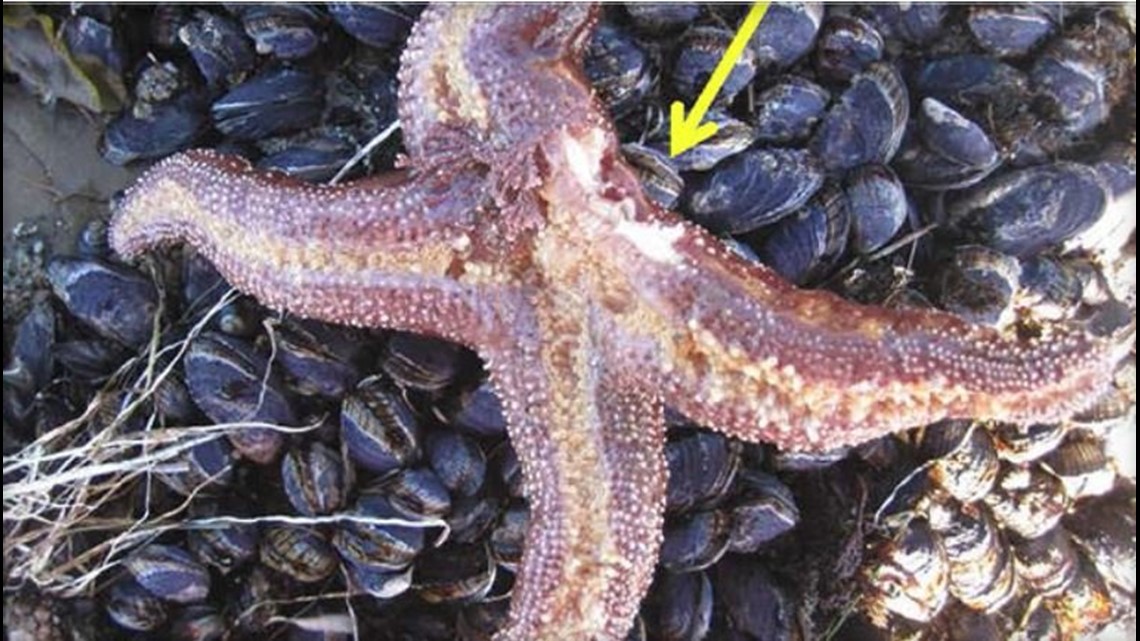 Starfish Make Comeback After Mysterious Syndrome Killed Millions ...