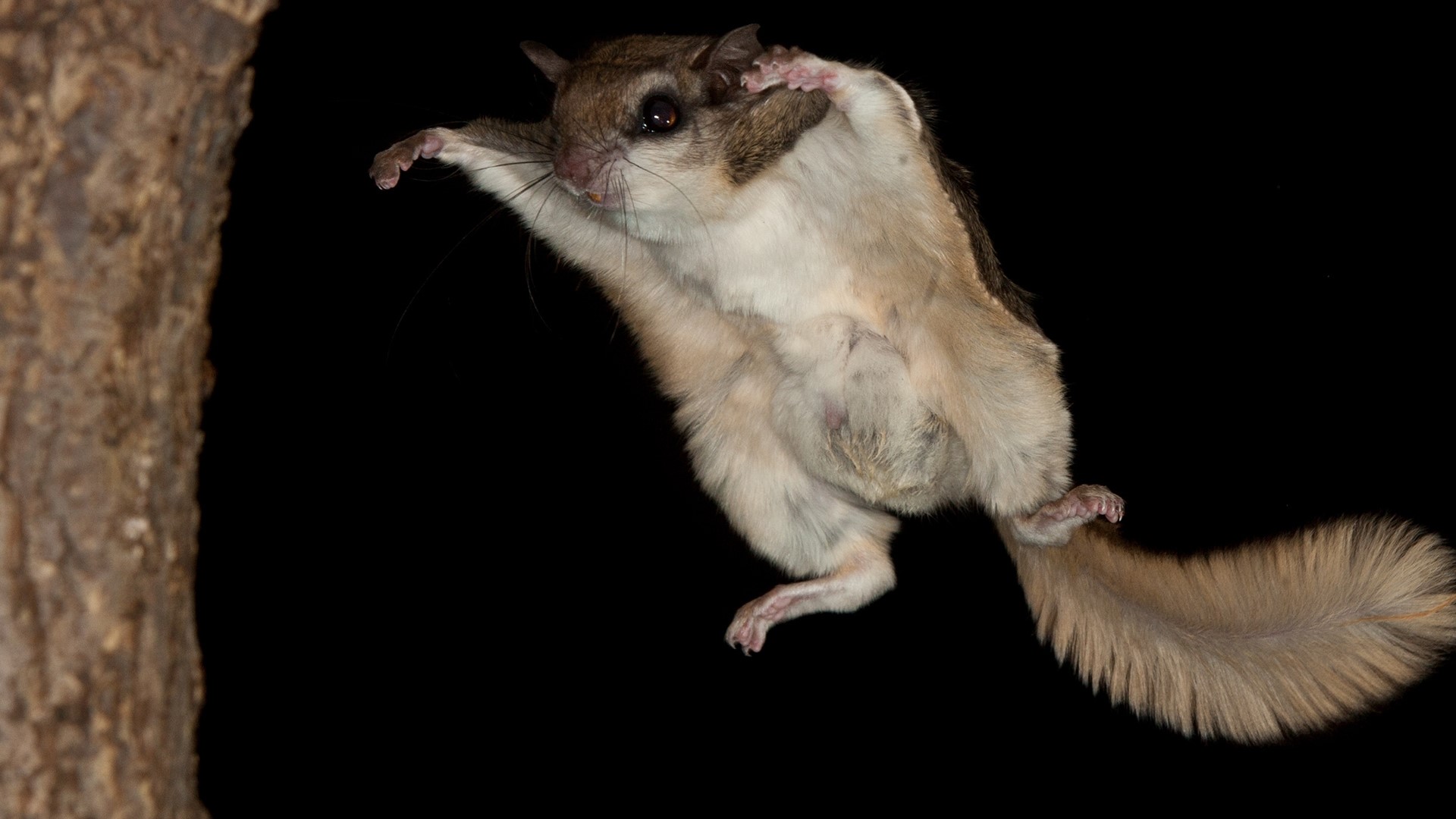 What makes the Southern Flying Squirrel so special? | 5newsonline.com