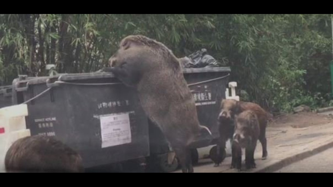 Gigantic Wild Boar Dubbed “Pigzilla” Seen Rummaging Through Dumpster ...