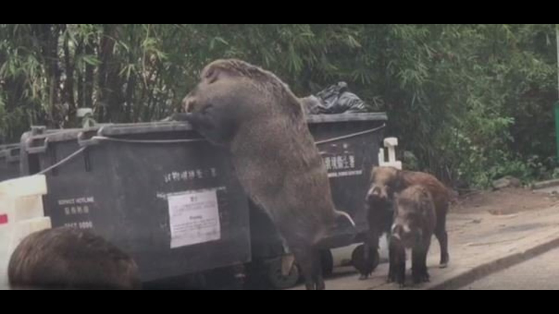 Gigantic Wild Boar Dubbed “Pigzilla” Seen Rummaging Through Dumpster ...
