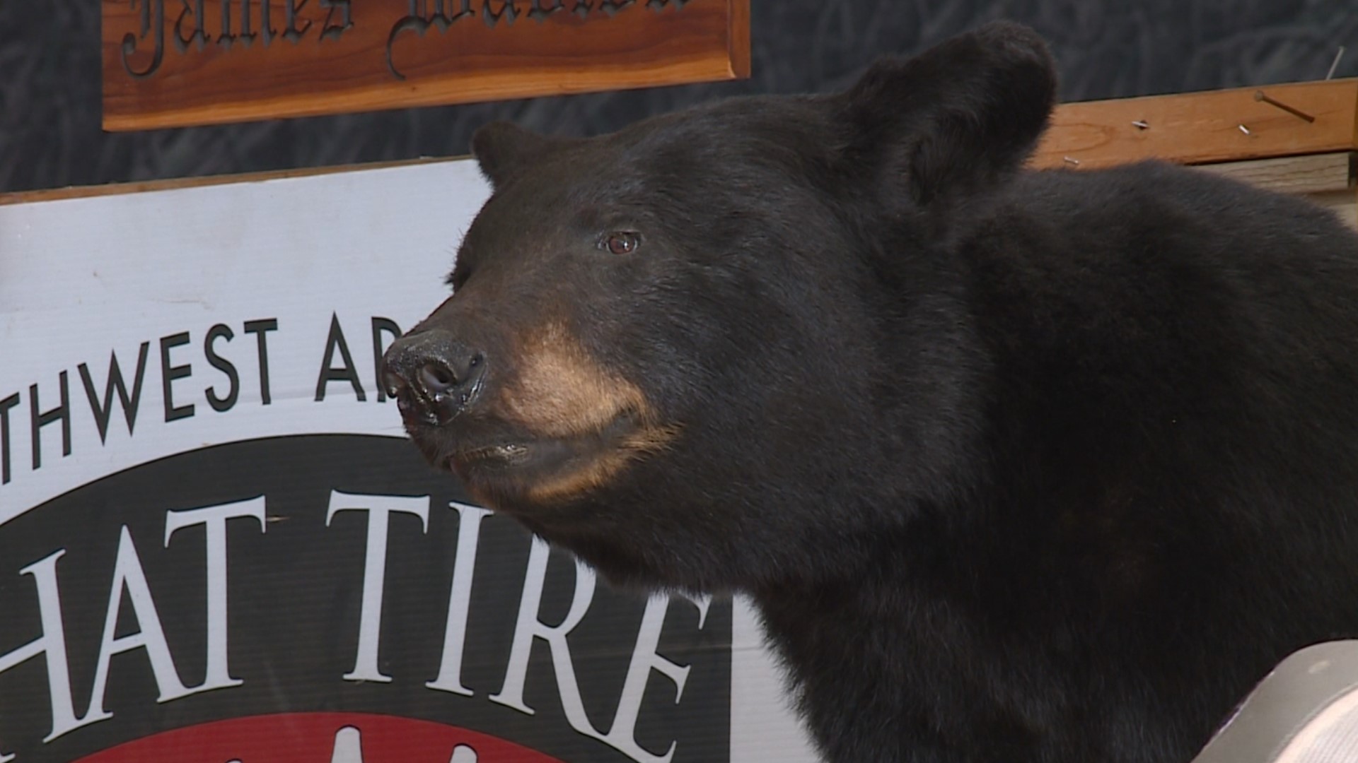 Annual Black Bear Bonanza held in Bentonville | 5newsonline.com