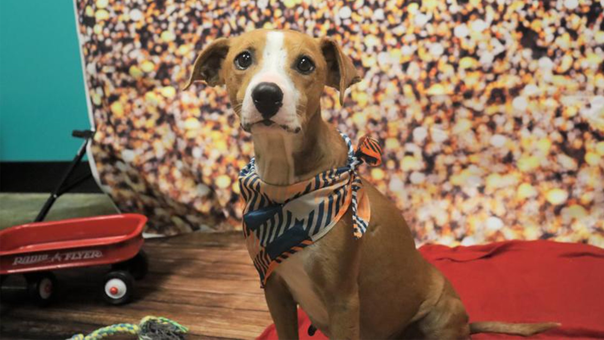 Fayetteville Animal Shelter overcrowded, some dogs wait months ...