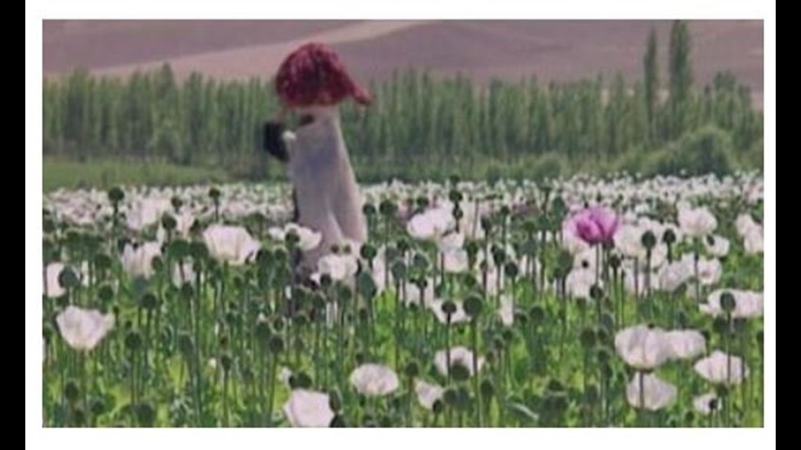 U.S. Conducts Airstrikes On Afghanistan Opium Labs | 5newsonline.com