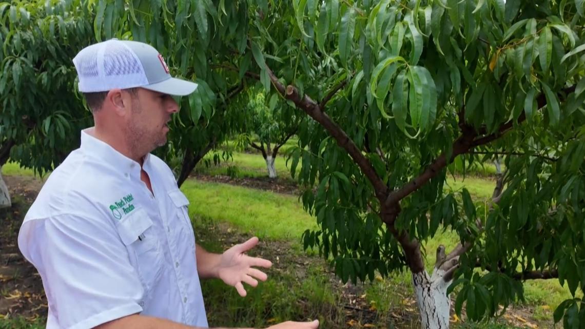 Peach Pickin' Paradise in Clarksville loses crop to spring freeze ...