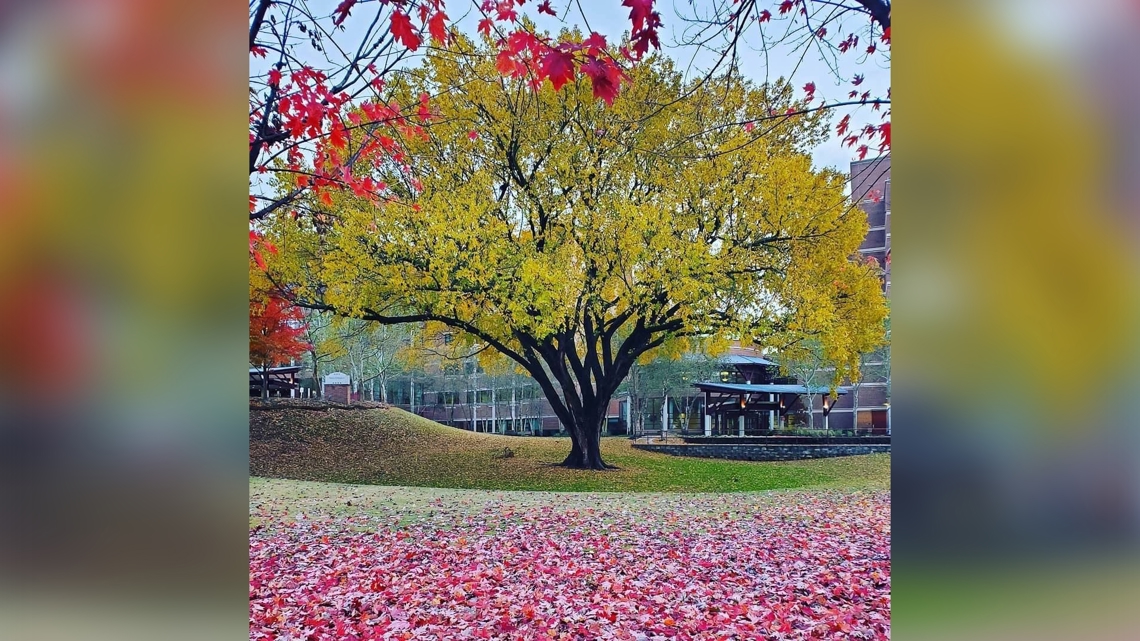 Discover Fayetteville’s amazing trees | Around the Corner | 5newsonline.com