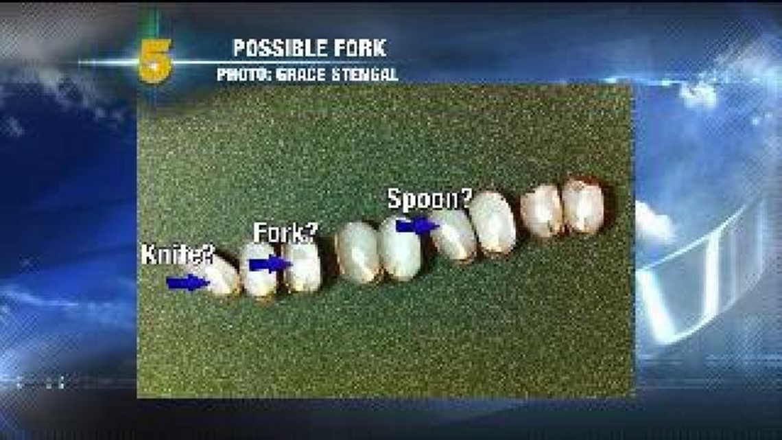 Garrett’s Blog: Persimmon Seed Winter Forecasting | 5newsonline.com