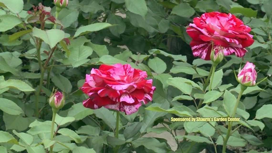 Sharum’s Garden: How to Keep Your Plants Healthy | 5newsonline.com