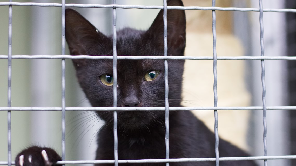 How bobcat fever could be deadly to cats | 5newsonline.com