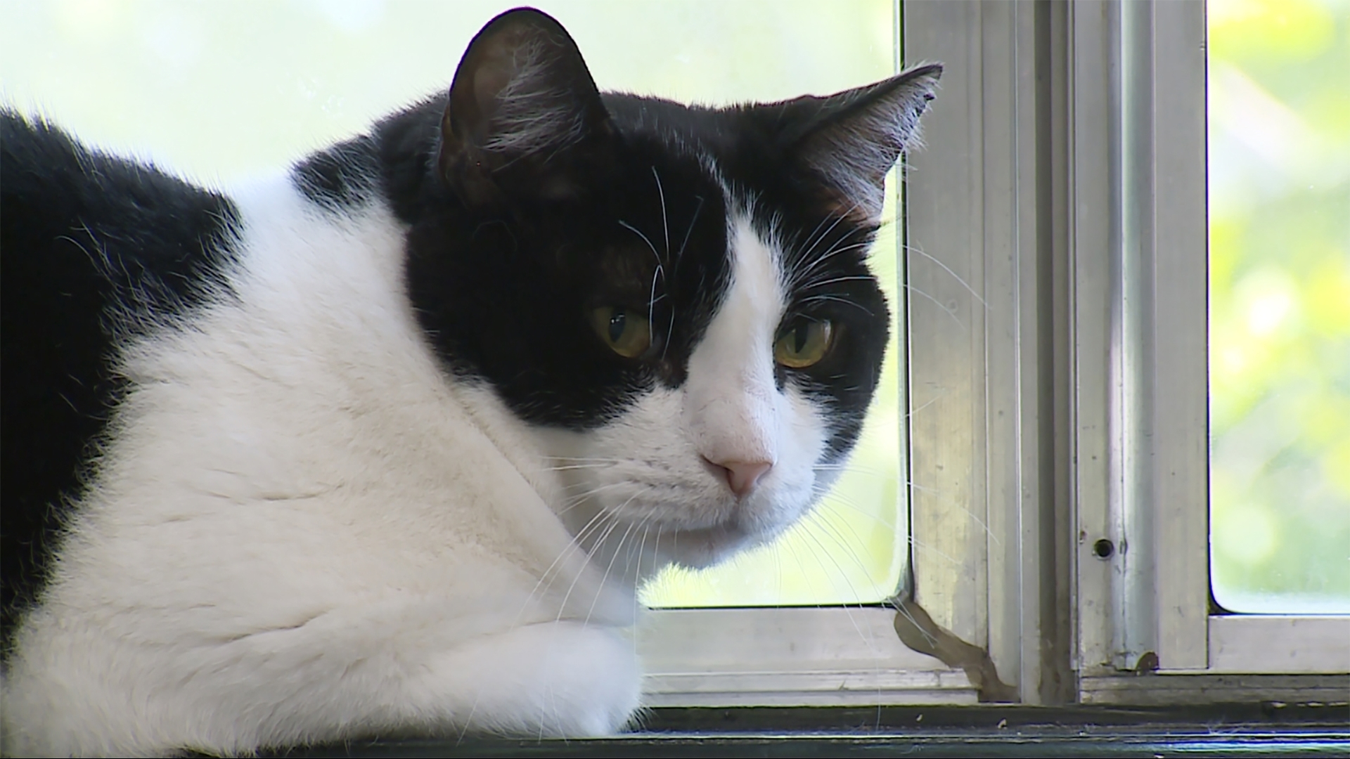 The Smitten Kitten NWA to open its doors in Fayetteville | 5newsonline.com