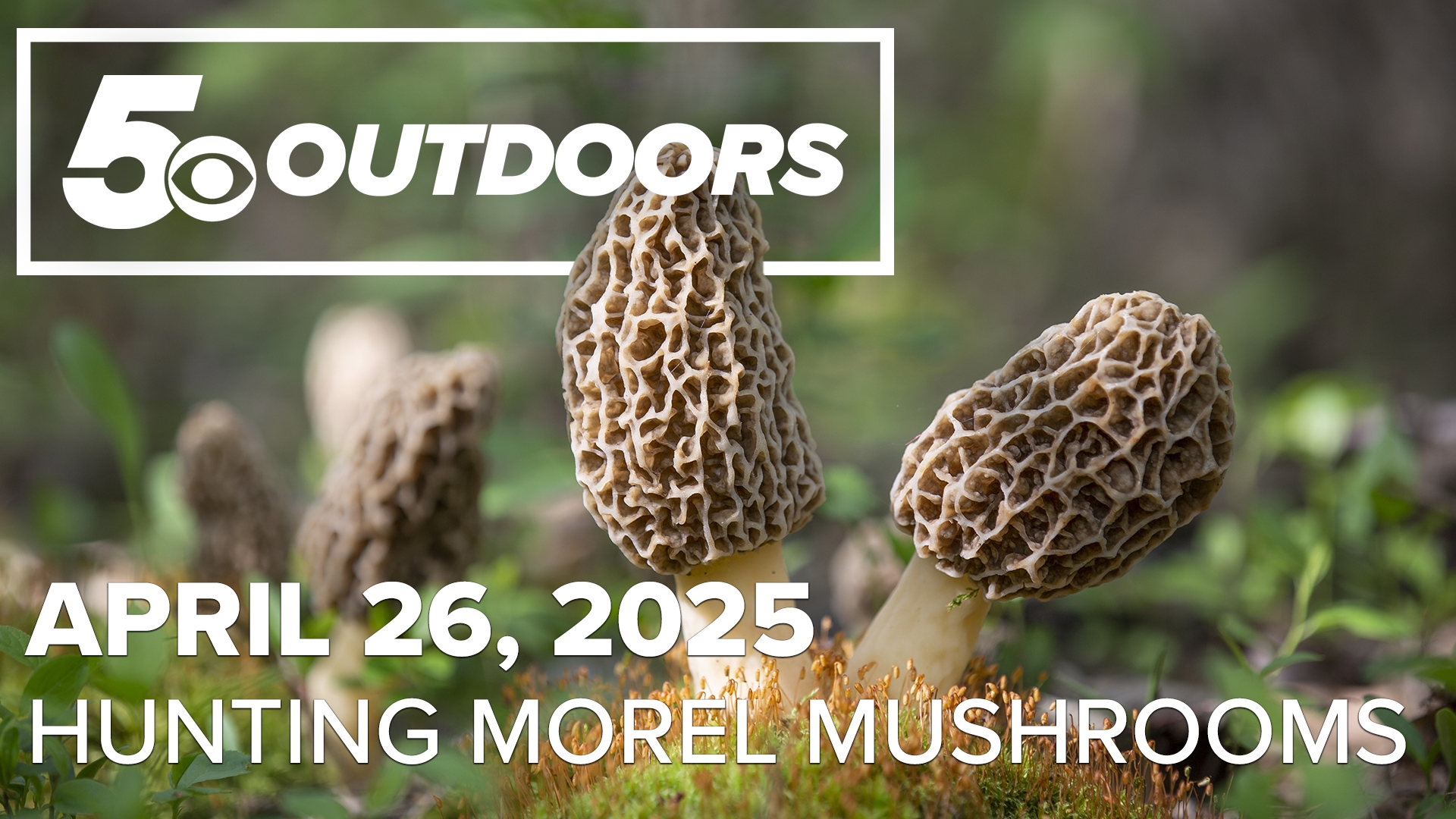 Hunting morel mushrooms in Arkansas | 5newsonline.com