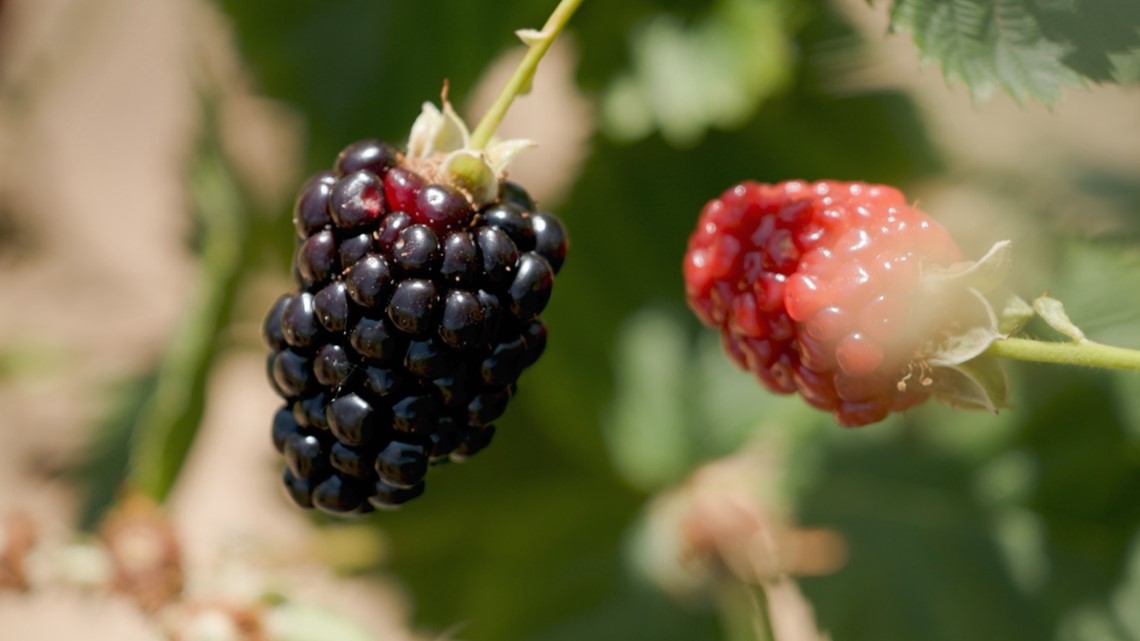 Arkansas Fruit Breeding Program introduces two new fruits | 5newsonline.com