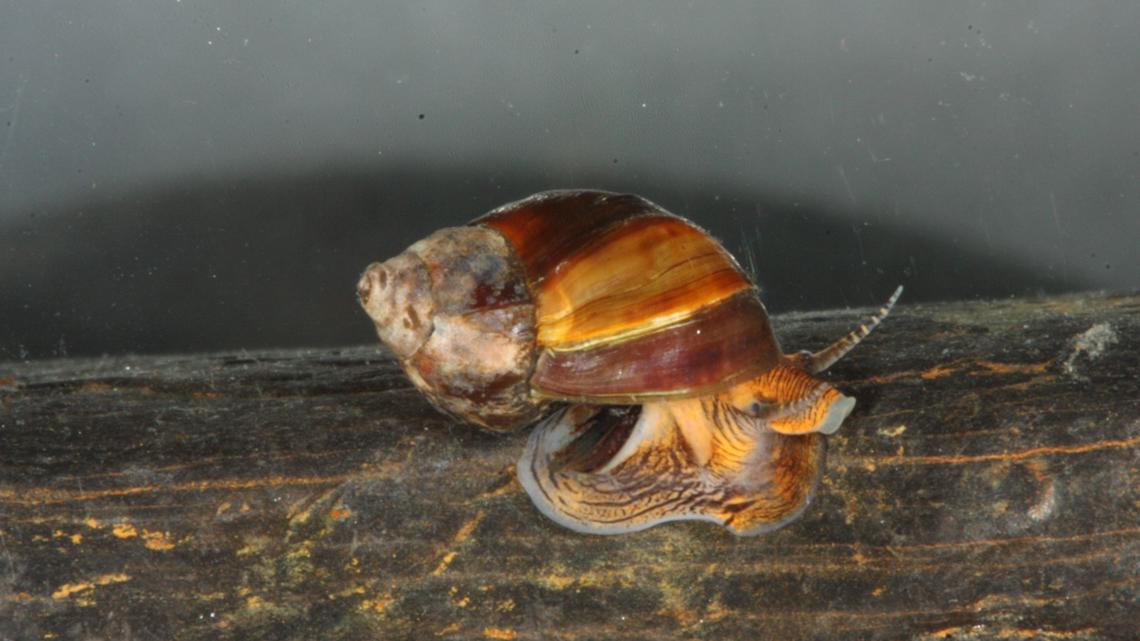 Arkansas snail getting second shot at protection | 5newsonline.com