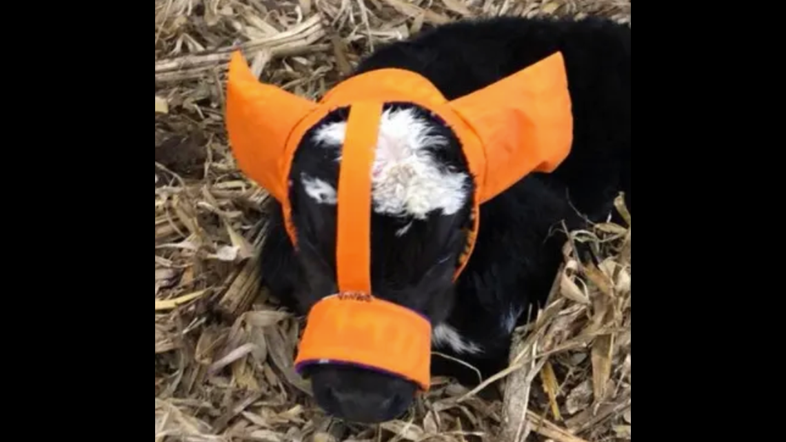 Farmer’s Adorable Earmuffs For Calves Protect Newborns During Harsh ...