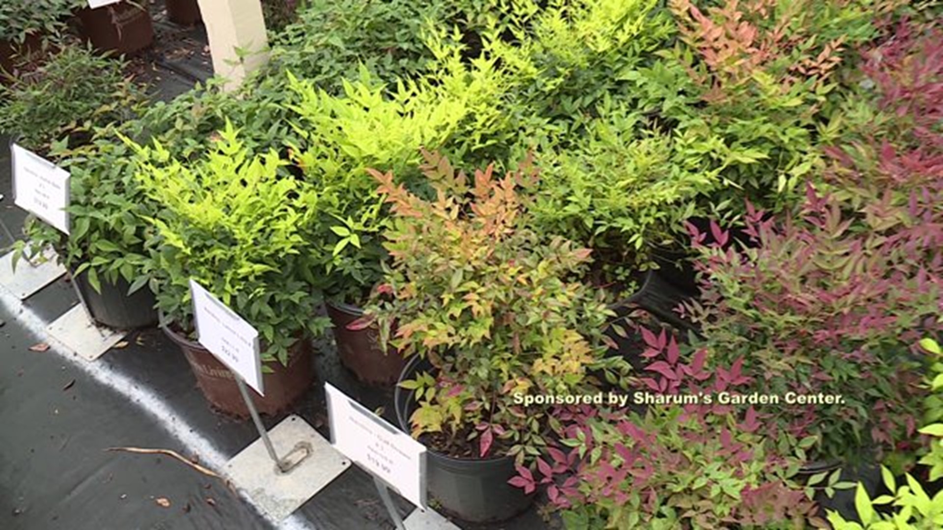 Sharum’s Garden: Perfect Plants for Your Landscape | 5newsonline.com