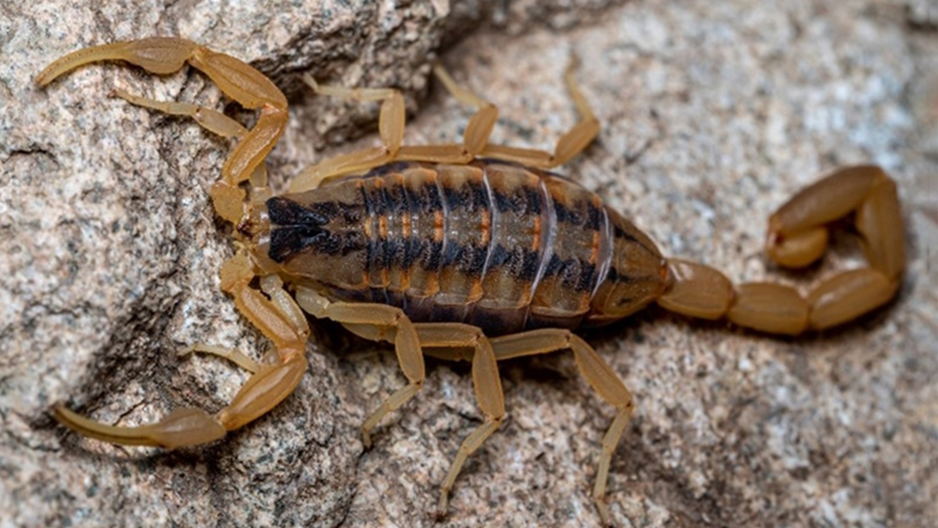 U of A scientists studying medical properties of scorpion venom ...