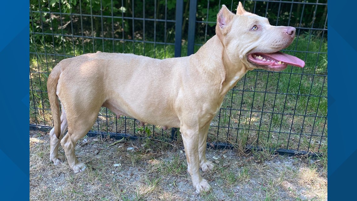 Adopt A Pet: Dixie | 5newsonline.com