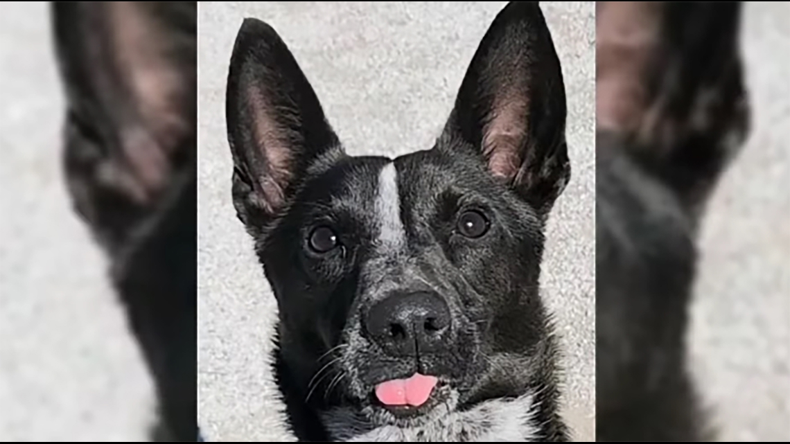 Rogers Animal Services reduces adoption fees for the rest of 2024 ...