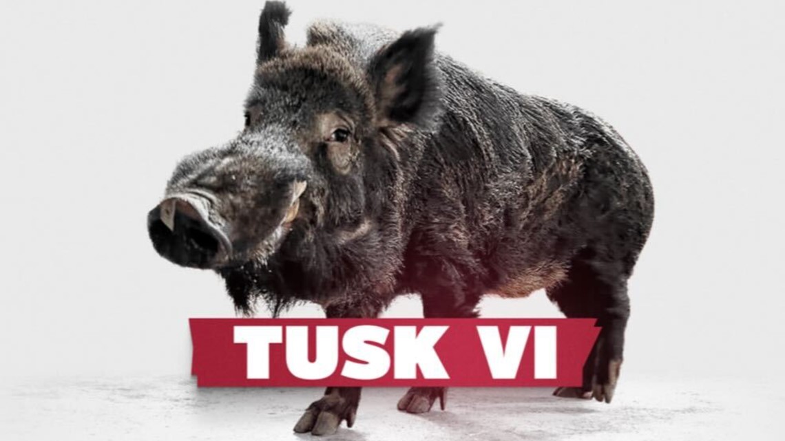 Tusk VI, the newest University of Arkansas razorback mascot ...