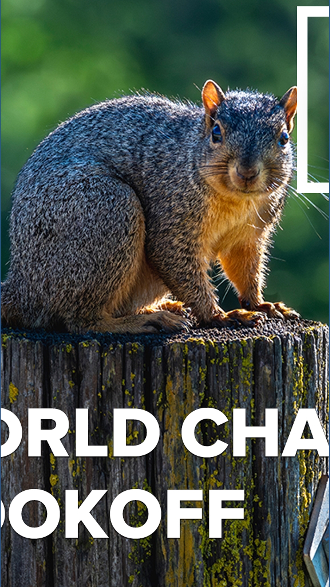 Springdale hosts World Champion Squirrel Cook Off | 5OUTDOORS ...