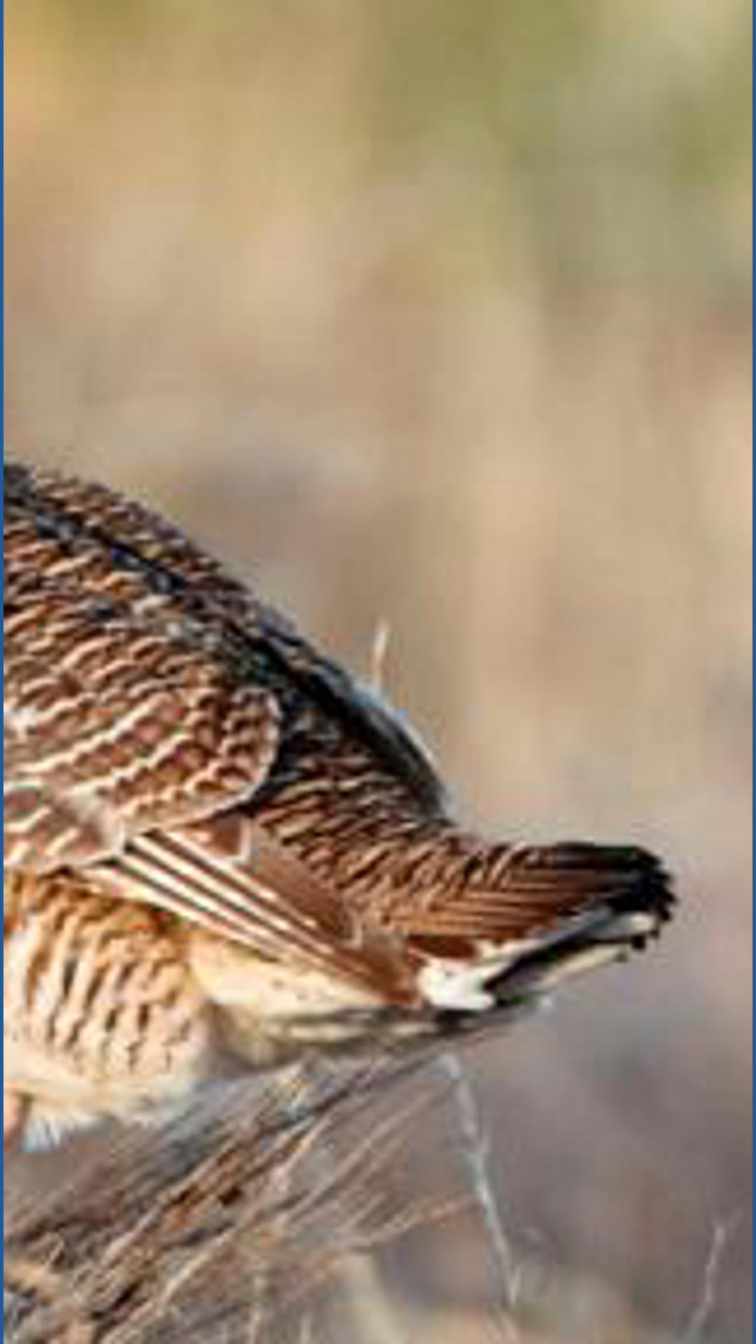 Trump administration ends protections for rare dancing prairie bird ...