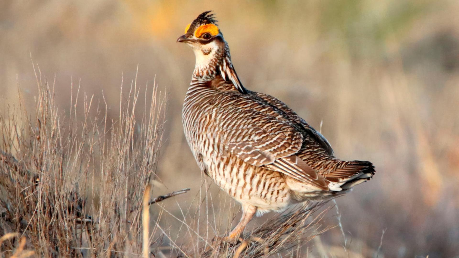 Trump administration ends protections for rare dancing prairie bird ...