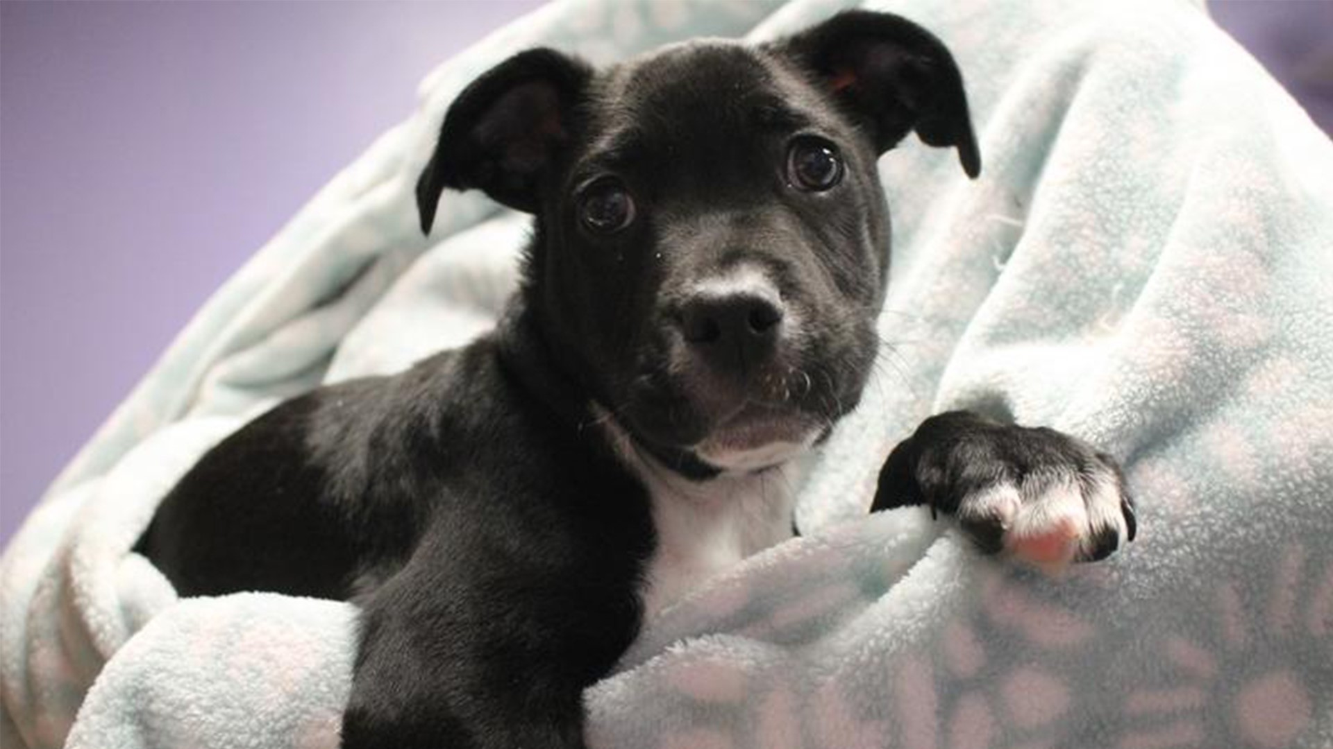 Fayetteville Animal Shelter overcrowded, some dogs wait months ...