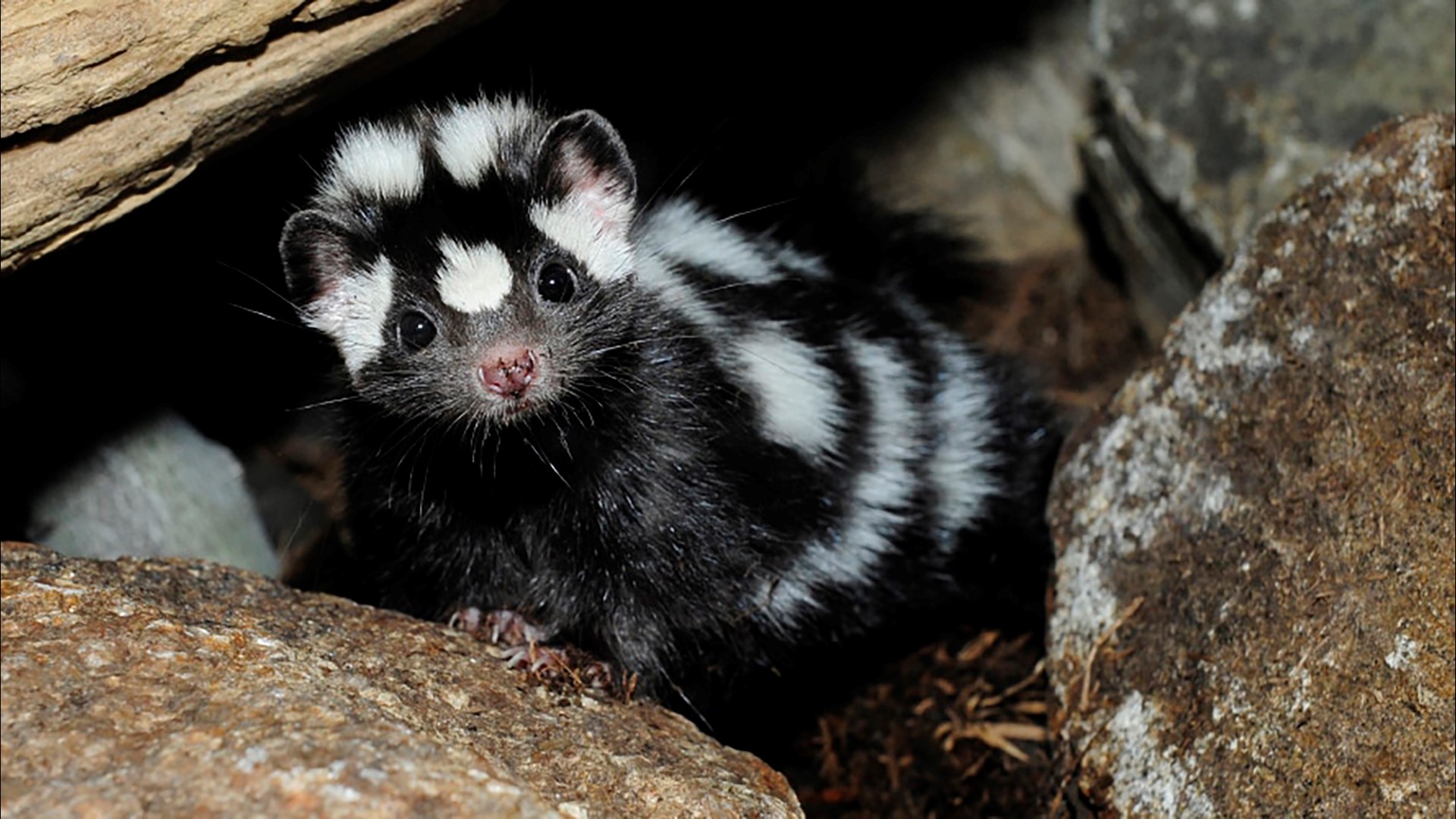 Why are skunks considered a wildlife nuisance in Arkansas ...