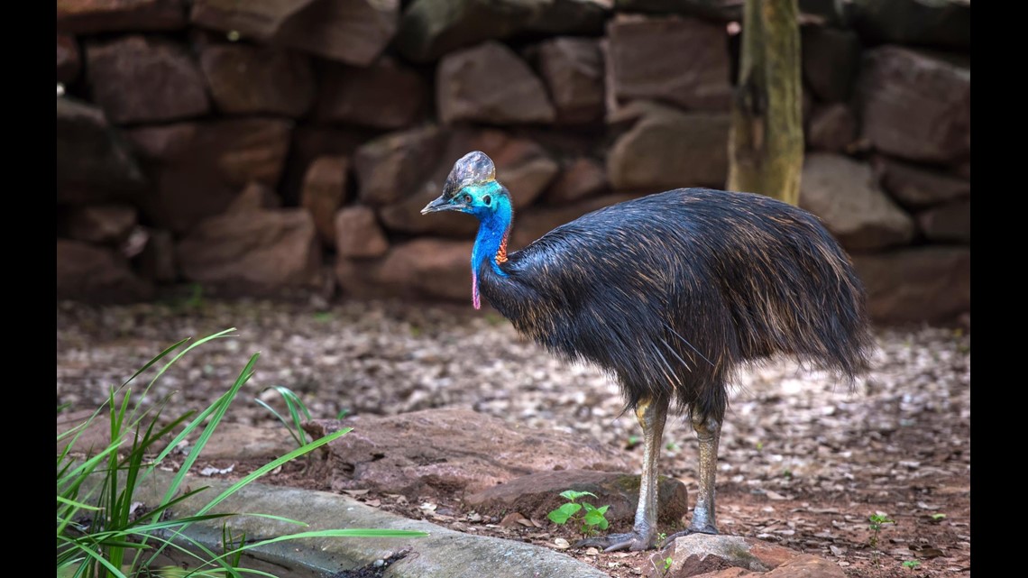 Emu Bird Attack