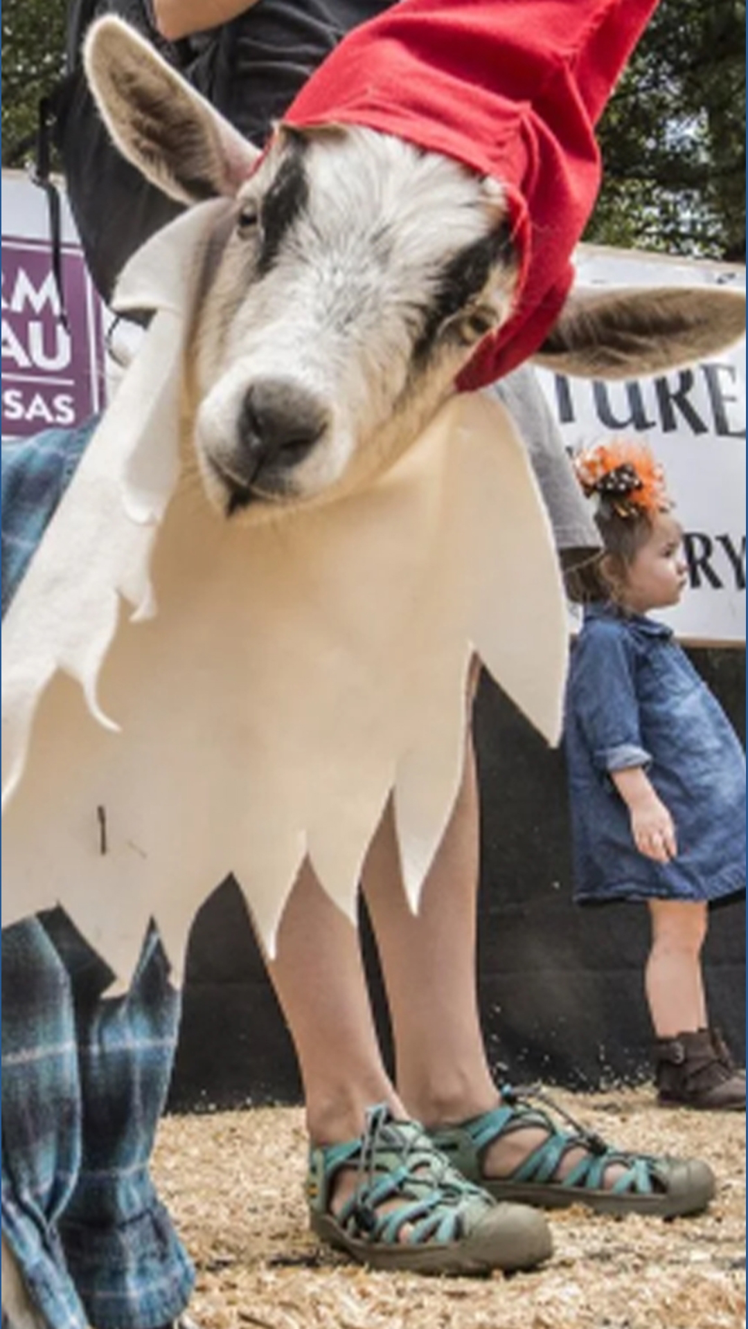Arkansas Goat Fest events include lingerie show | What to expect ...