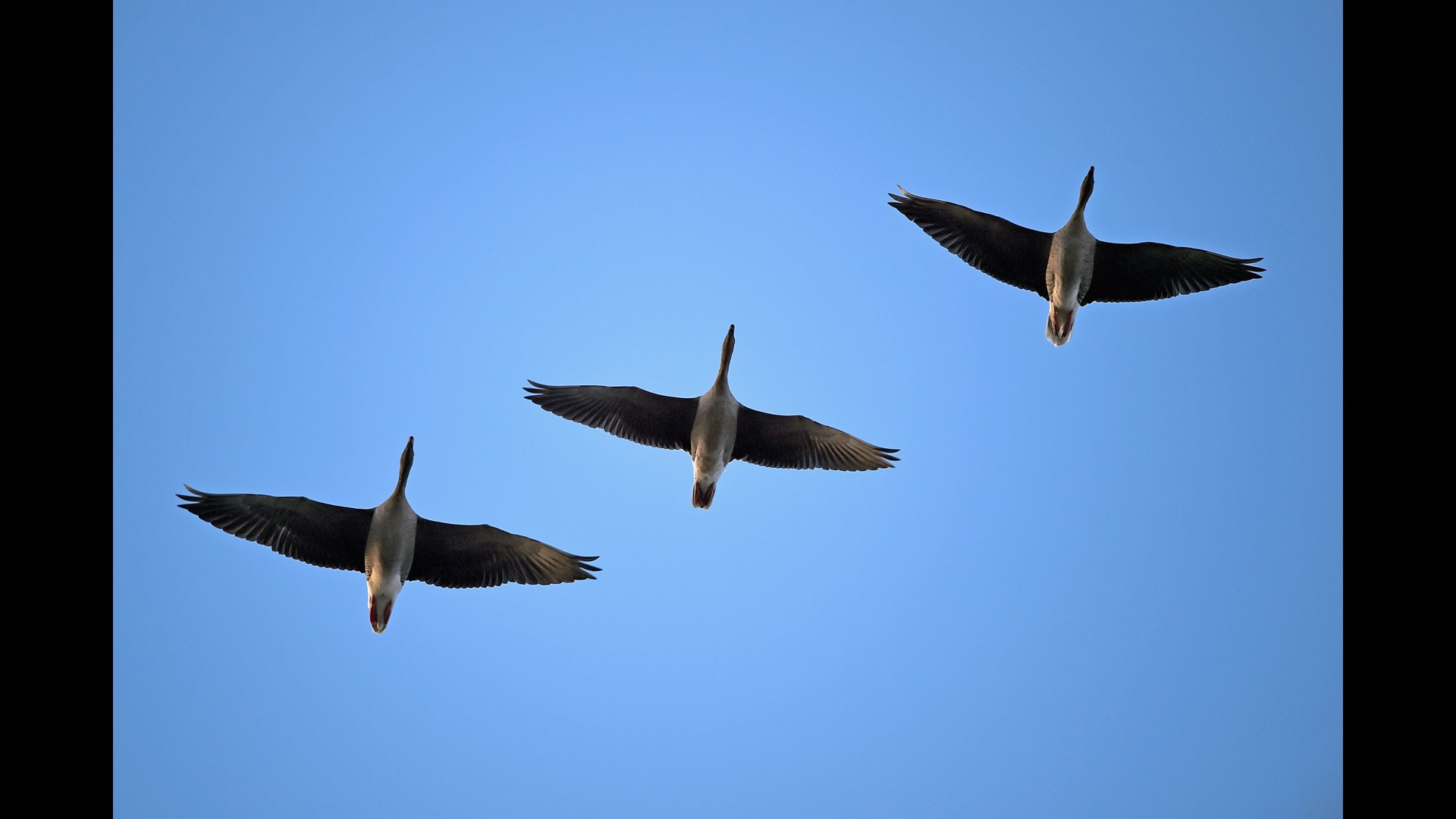 Bentonville Airport Geese Undeterred By Laser, Fake Coyote ...