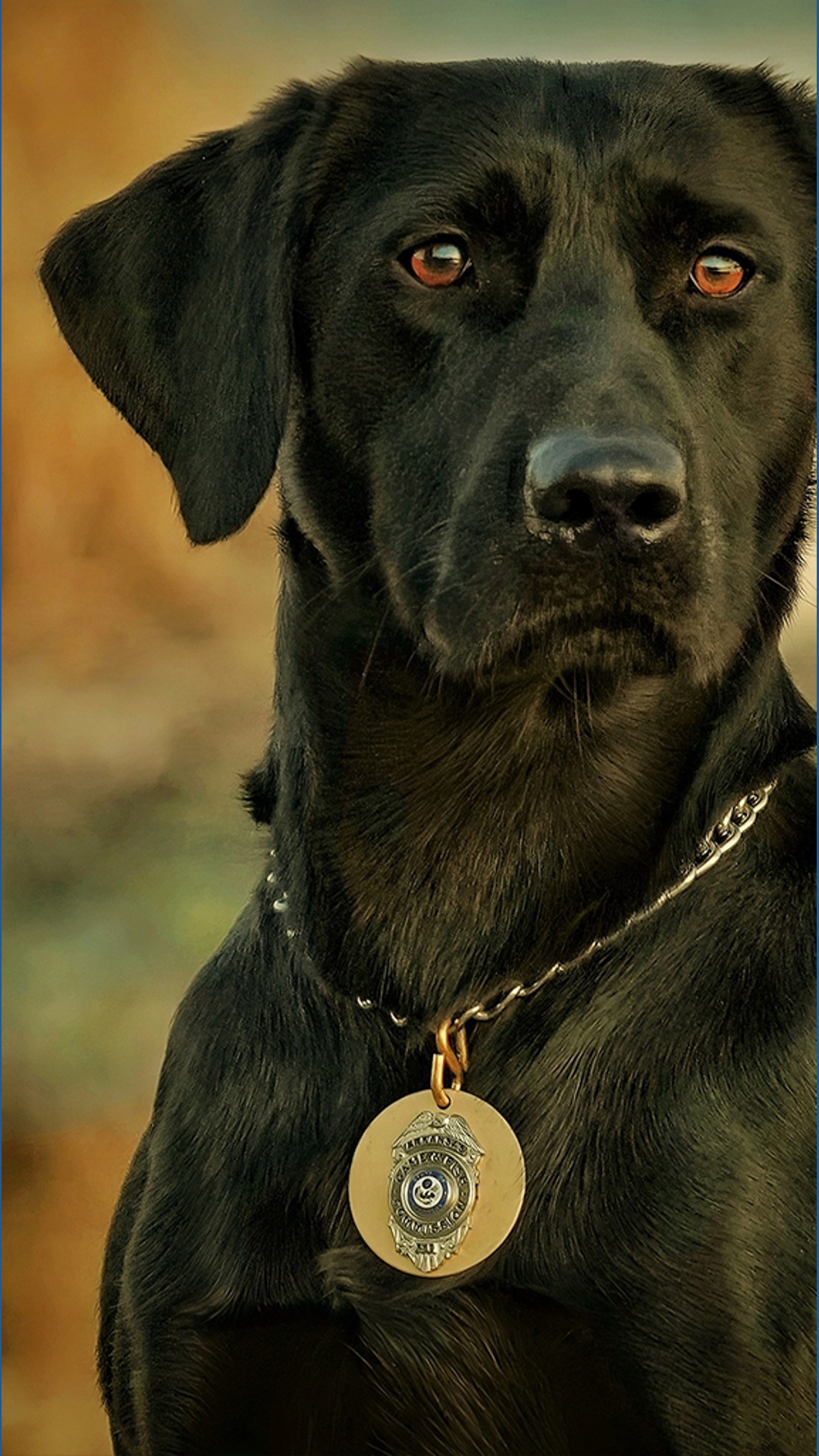 Arkansas Game and Fish K9 aptly named Hunter finds missing hunter ...