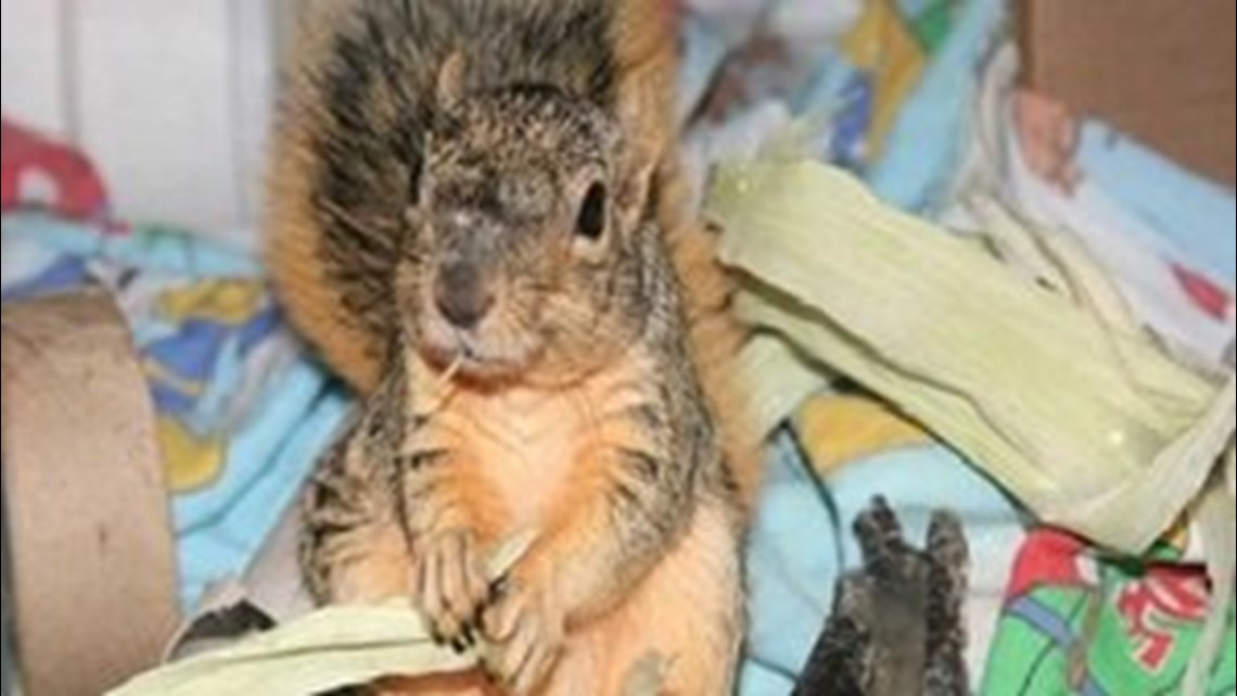River Valley Woman Becomes Known as “The Squirrel Whisperer ...