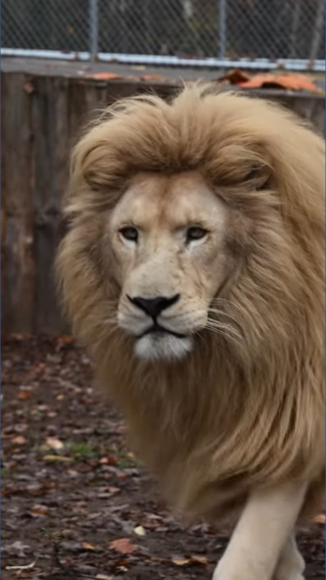 Six lions rescued from Canada arrive at Turpentine Creek Wildlife ...